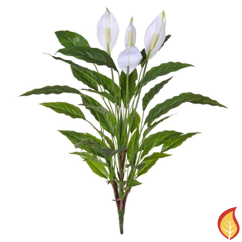 80cm (3ft) Plants Spath Bush