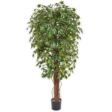 Ficus Trees - Green and Variegated