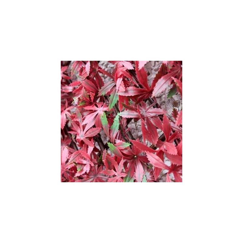 100cm x 200cm Outdoor Living Red Acer Trellis